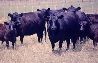 Cattle farm husbandry: Beef cattle breeds in New Zealand – Woolshed1
