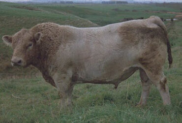 Cattle farm husbandry: Beef cattle breeds in New Zealand – Woolshed1