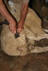 Sheep Farm Husbandry – crutching – Woolshed1
