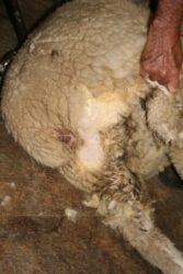 Sheep Farm Husbandry – crutching – Woolshed1