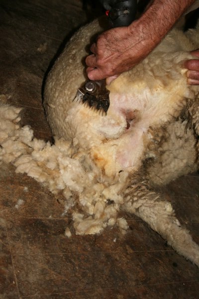 Sheep Farm Husbandry – crutching – Woolshed1