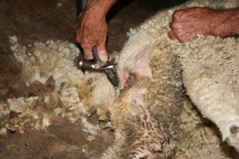 Sheep Farm Husbandry – crutching – Woolshed1