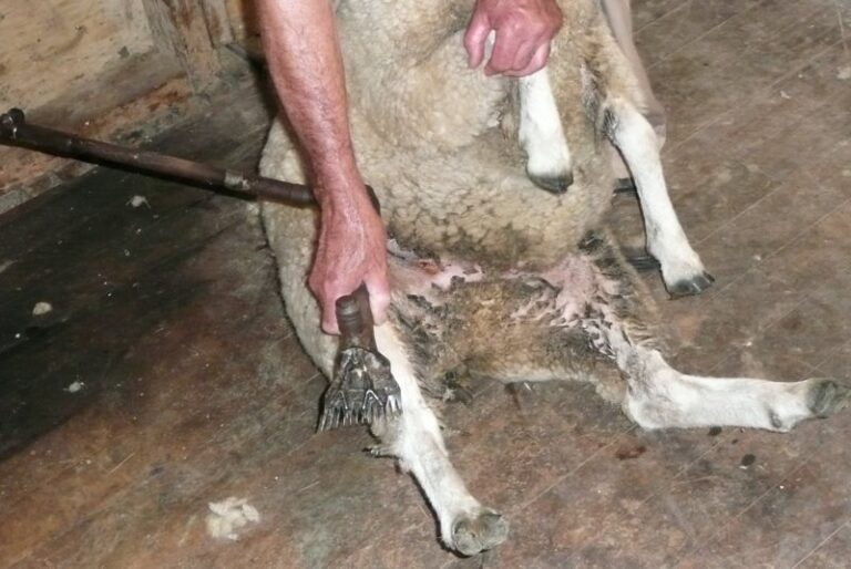 Sheep Farm Husbandry – crutching – Woolshed1
