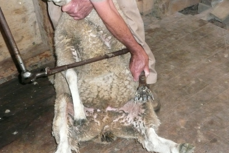Sheep Farm Husbandry – crutching – Woolshed1
