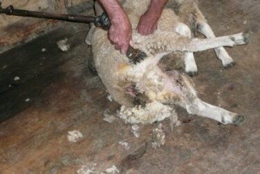 Sheep Farm Husbandry – crutching – Woolshed1