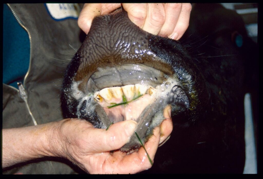 Grazing problems with cows’ teeth – Woolshed1